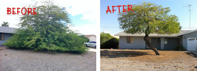 Affordable Landscaping & Maintenance - Lake Havasu City, AZ | Mohave Local
