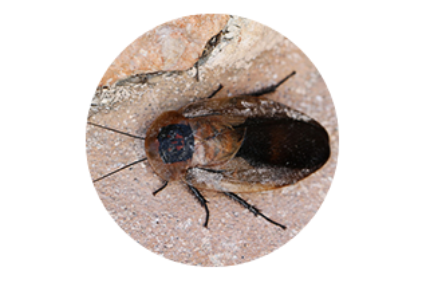 Desert Pest Control - Lake Havasu City, AZ | Mohave Local