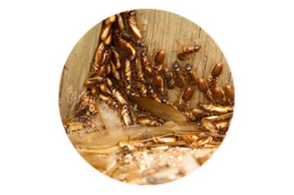 Desert Pest Control - Lake Havasu City, AZ | Mohave Local